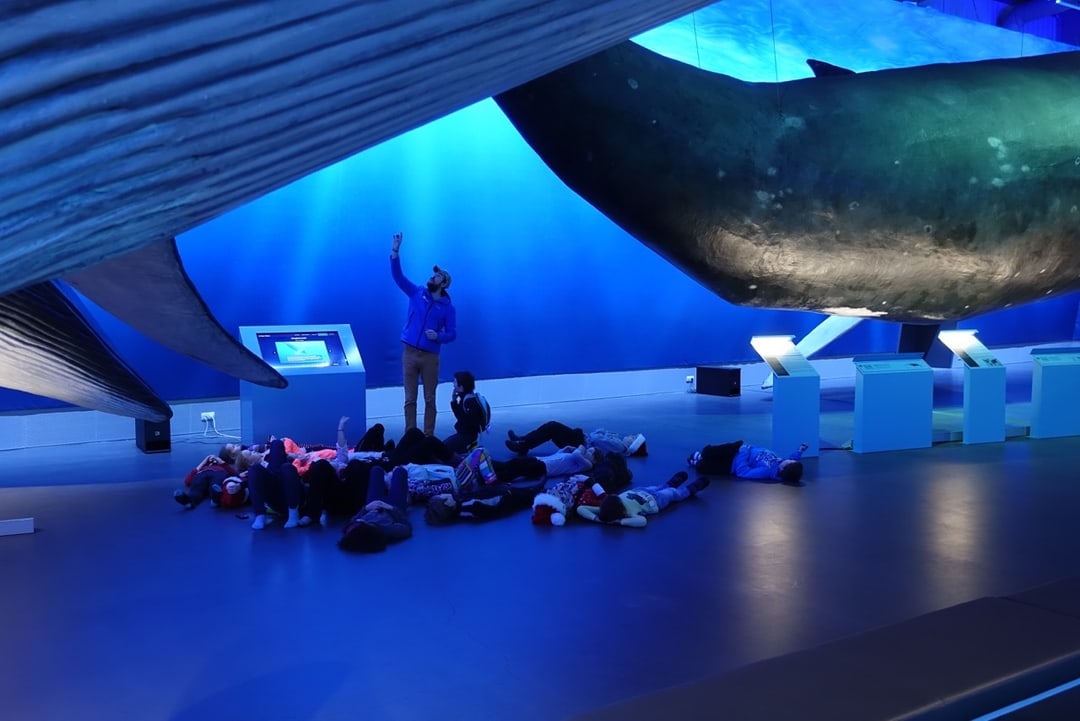 Exhibits | Whales of Iceland - The Largest Whale Museum in Europe ...