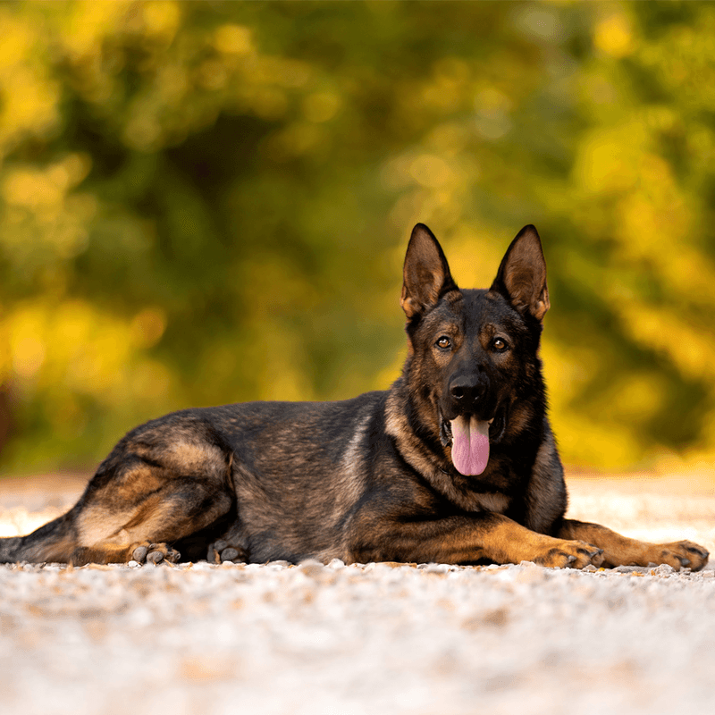 Trained Protection Dogs for Sale | Trained Adult Security Dogs