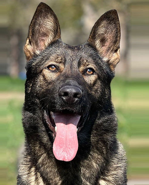 Personal Security Dogs | Trained Protection Guard Dogs for Sale - CPI