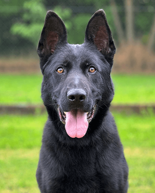 Personal Security Dogs | Trained Protection Guard Dogs for Sale - CPI