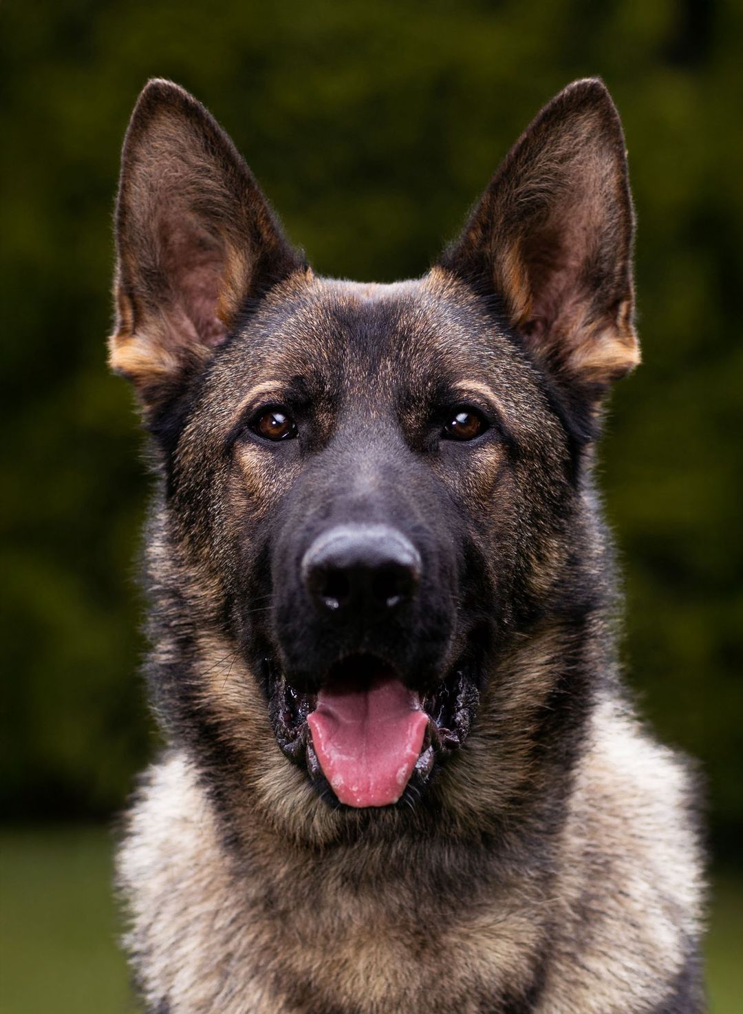 Buy Personal Security Dogs | Trained K9 Protection Guard Dogs for Sale