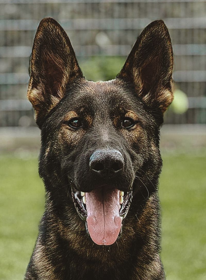 Buy Trained Personal Protection Dogs | Best Protection Dog Company ...