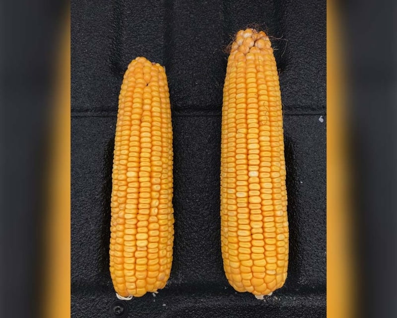 Maximize Your Corn Yields | CarbonWorks Agronomy