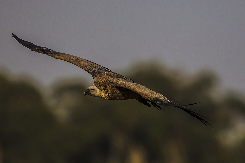 Wildlife Vets International - Vets Saving Endangered Animals in the Wild