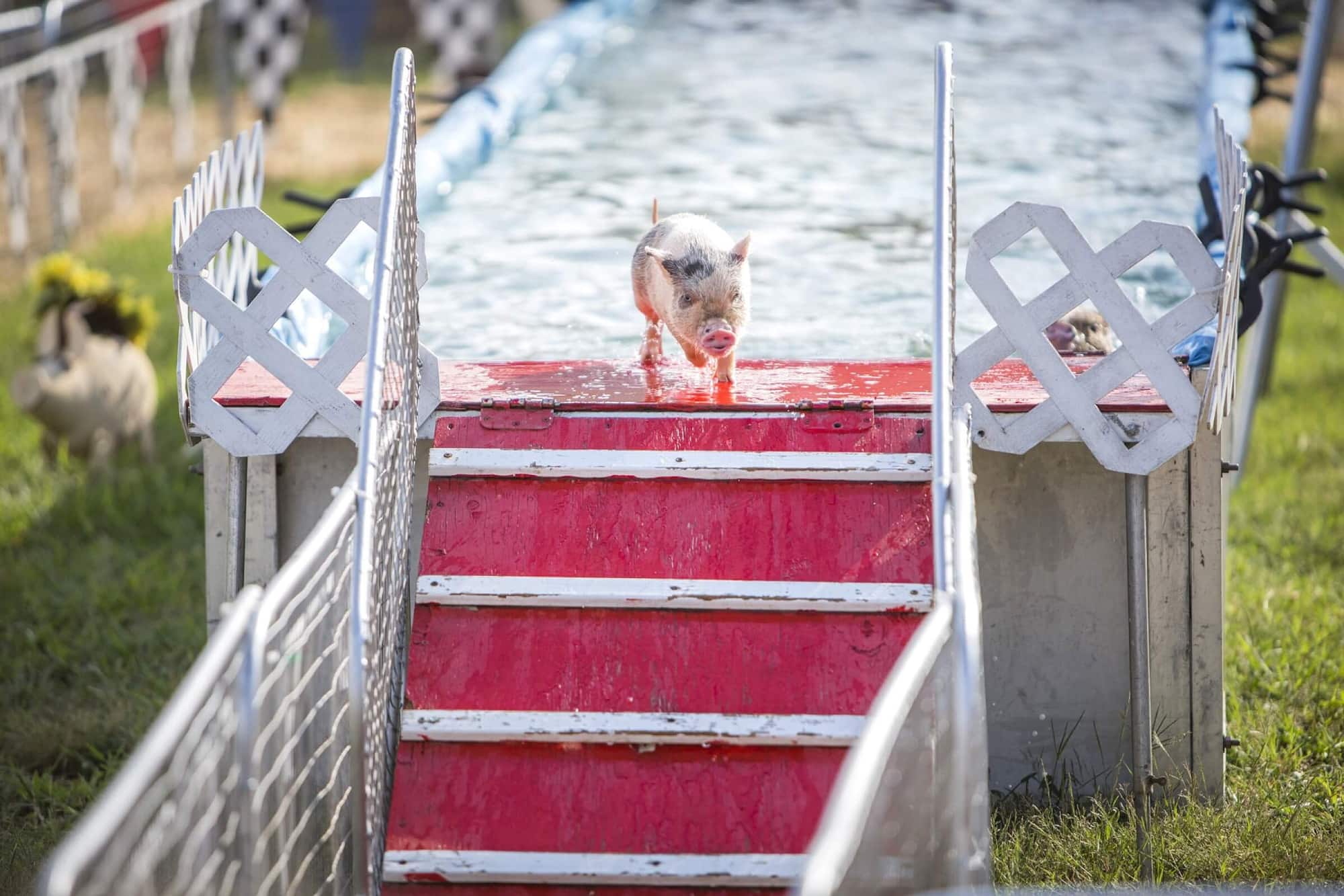 Cabarrus County Fair