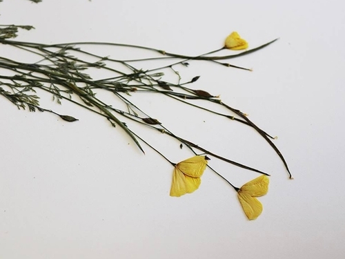 Herbarium