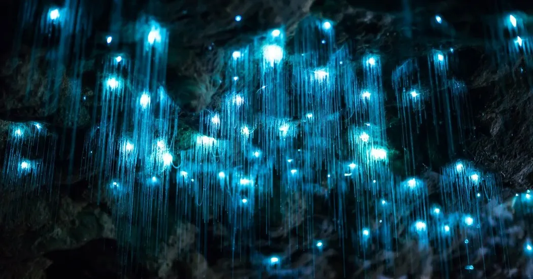 Waitomo Cave Spellbound Adventure | Navi Tours