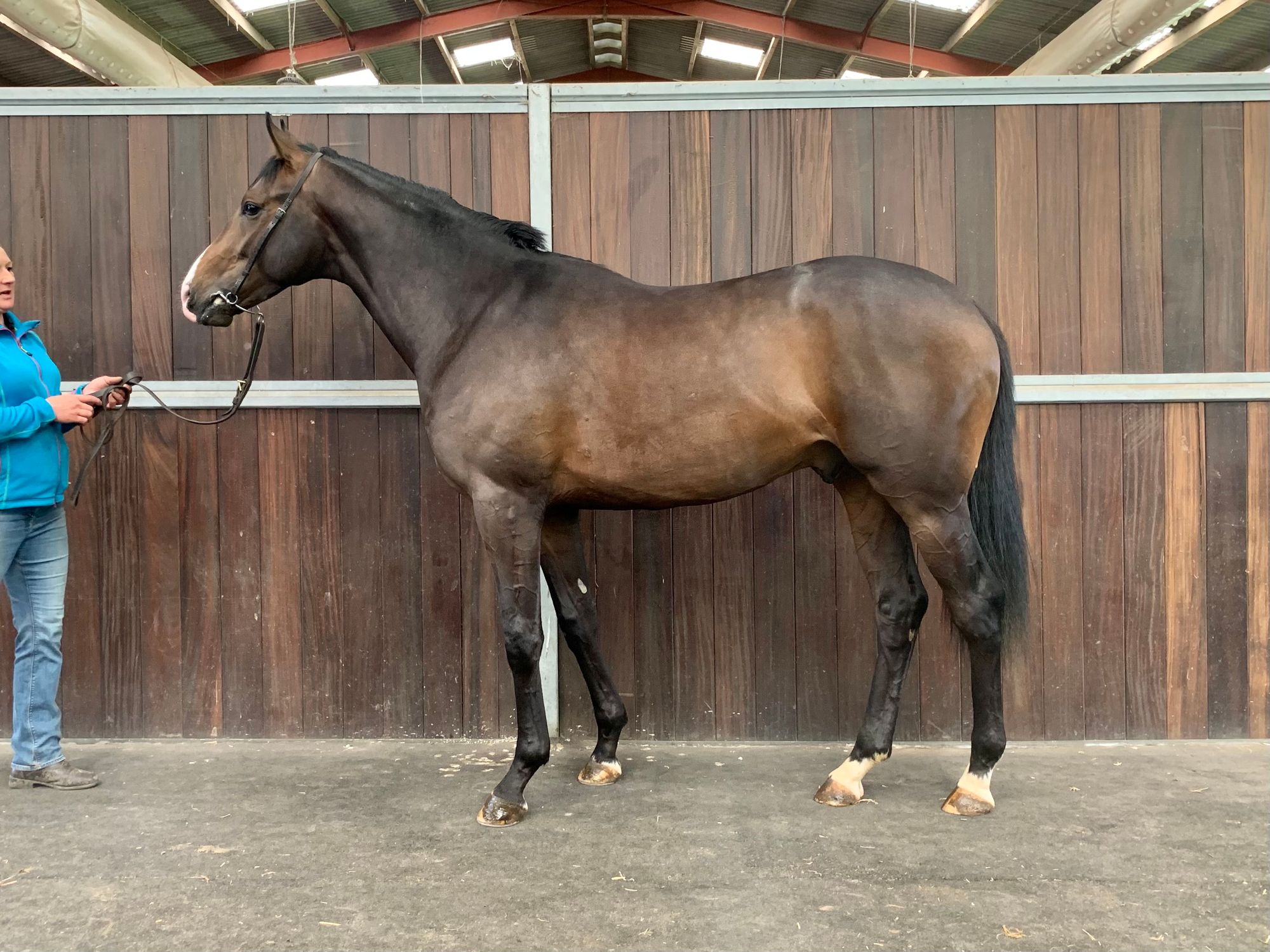 Horses in Training | Jamie Osborne - Bespoke Racehorse Trainer