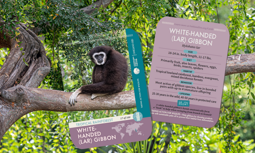 Our Animals | Oakland Zoo