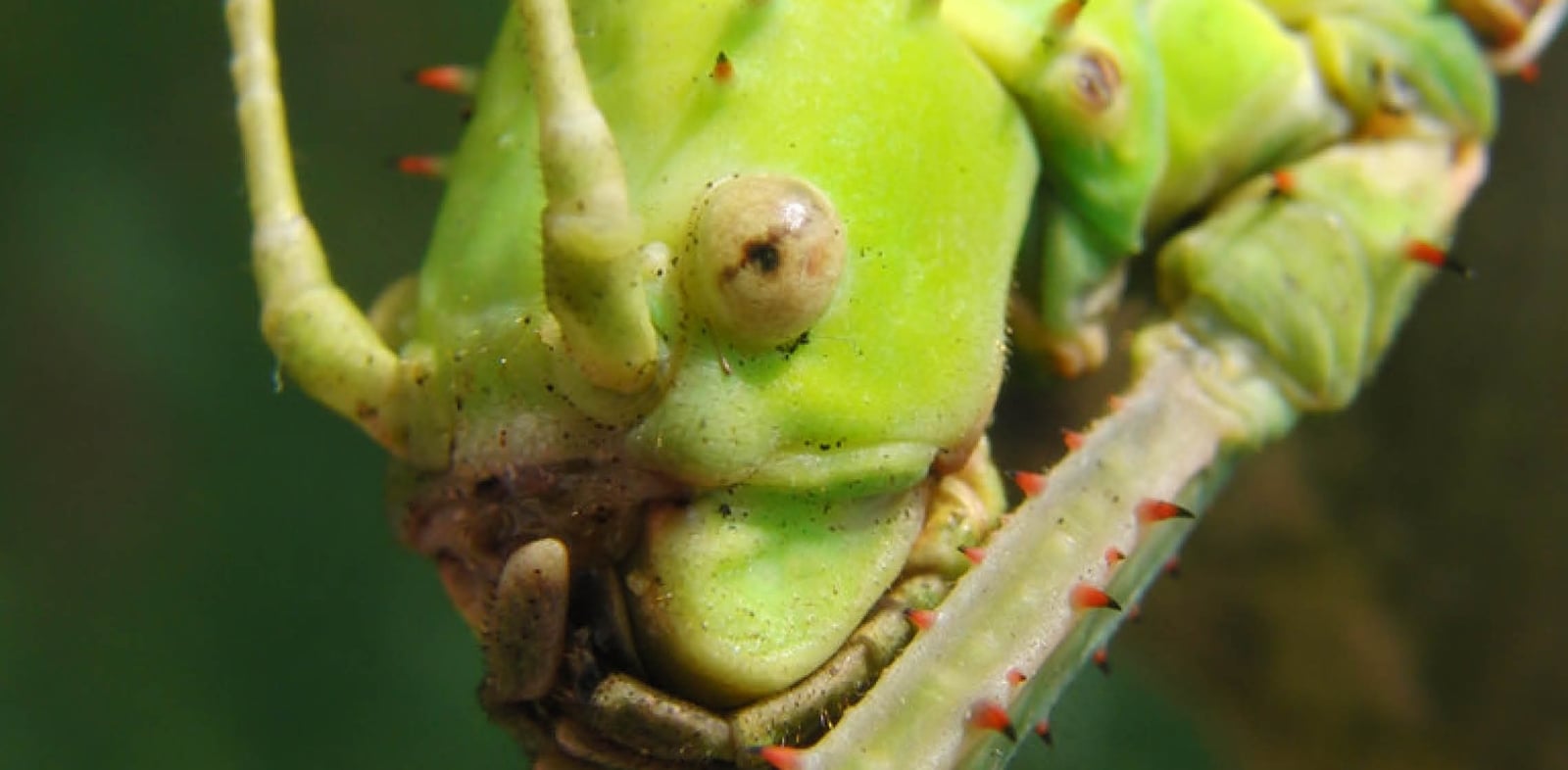 Giant Thorny Walking Stick | Oakland Zoo