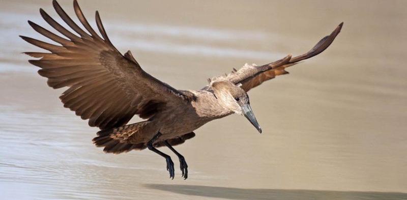 Oakland Zoo | Hamerkop