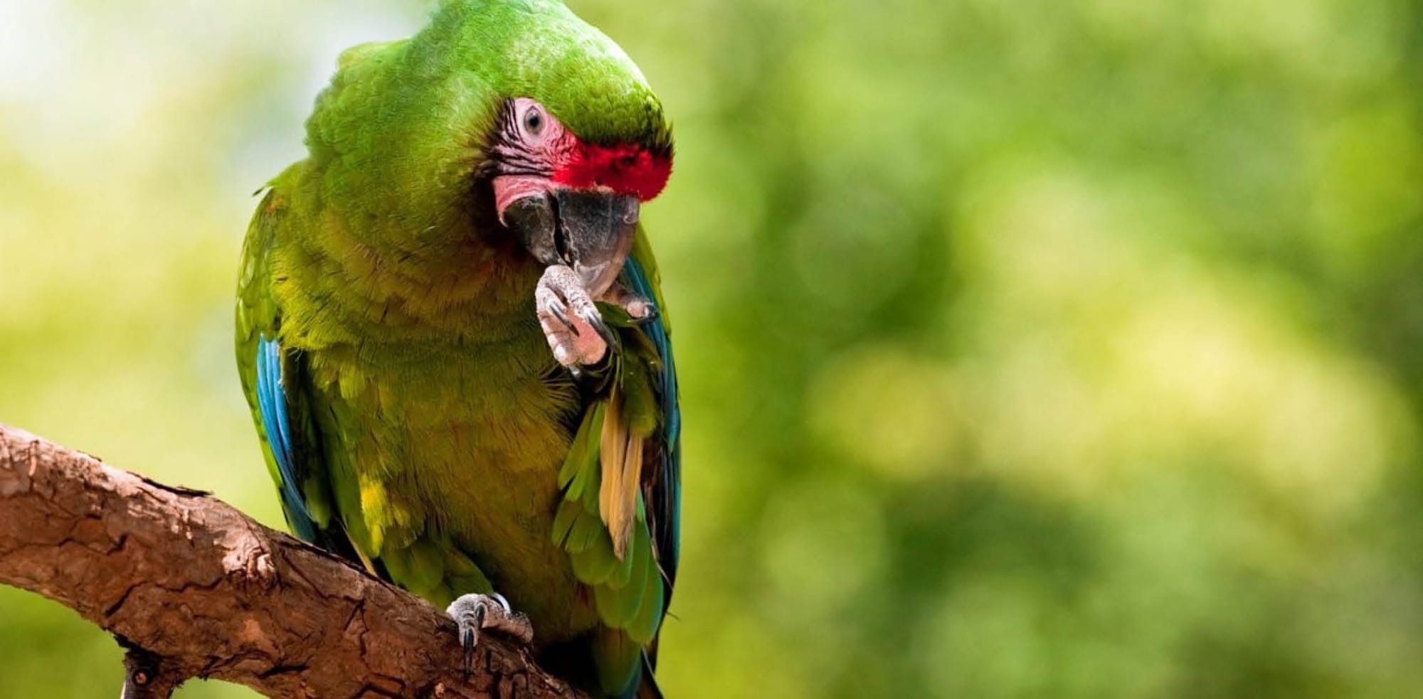 Military Macaw | Oakland Zoo