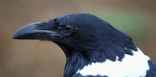 Oakland Zoo | Pied Crow