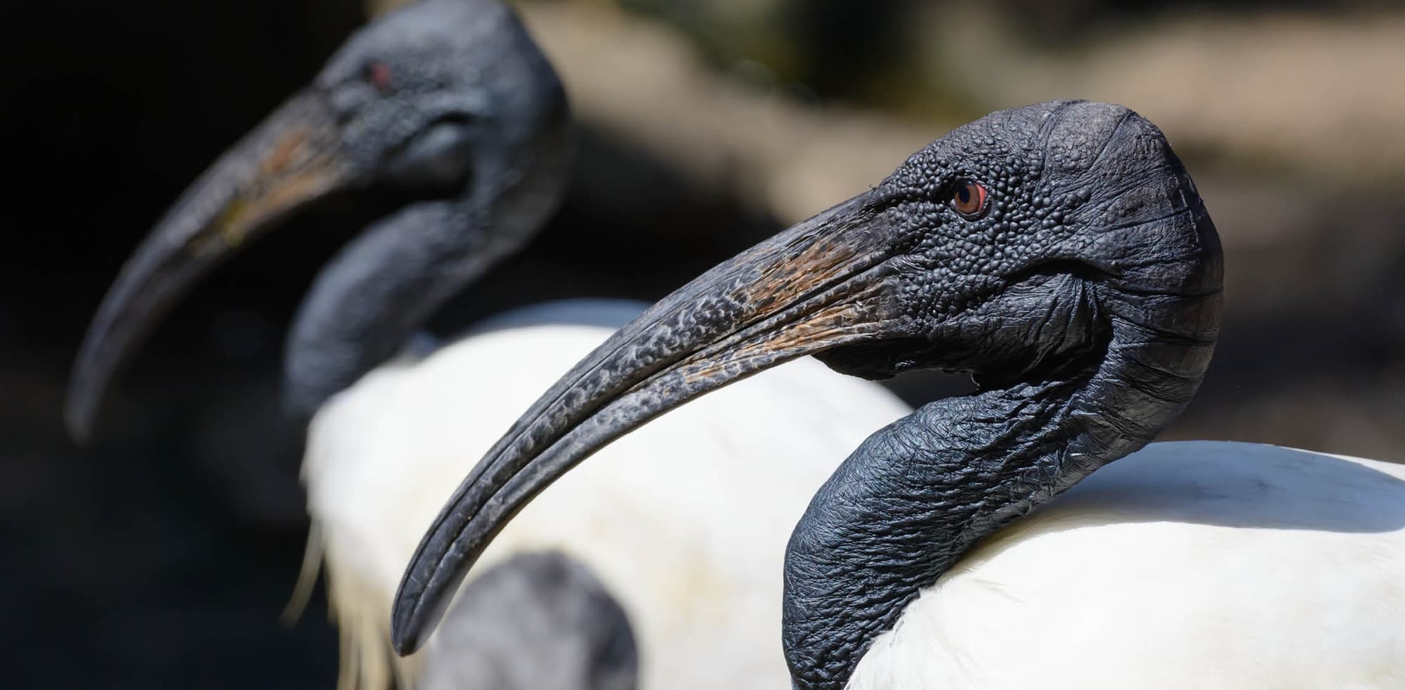 Oakland Zoo | Sacred Ibis