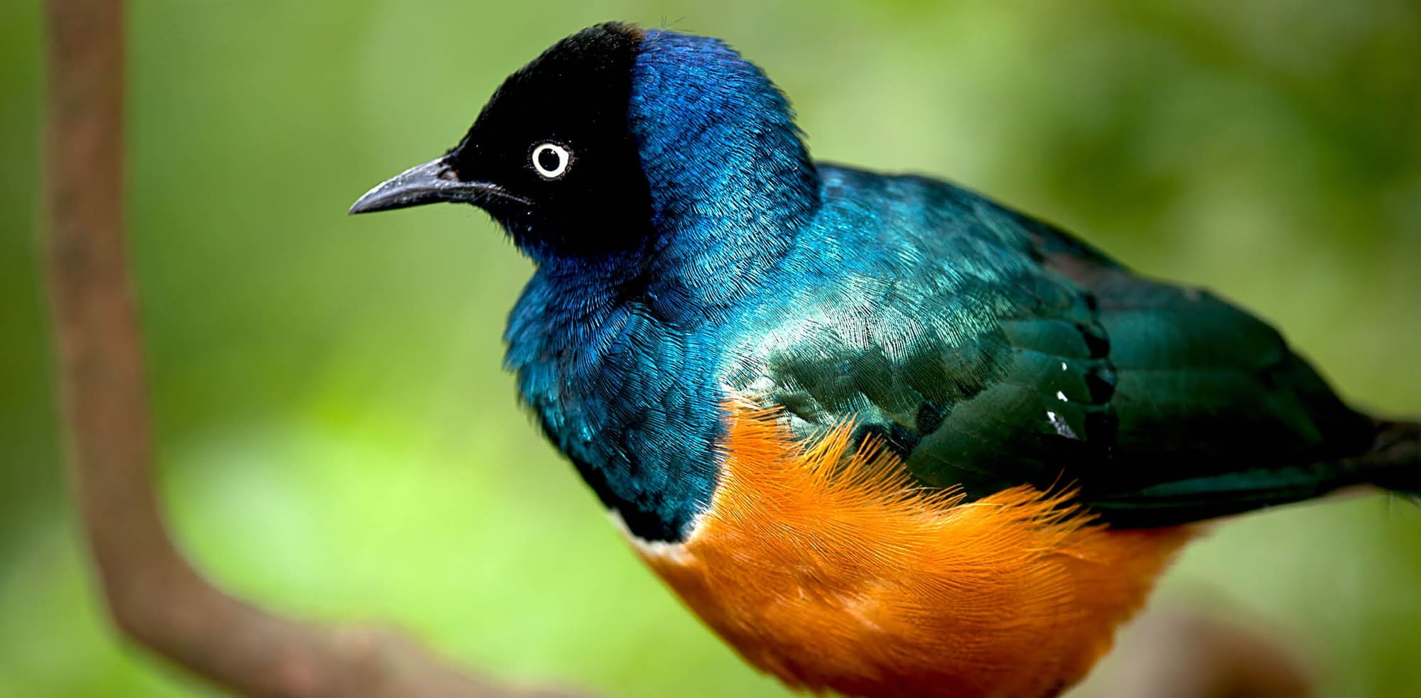 Oakland Zoo | Superb Starling