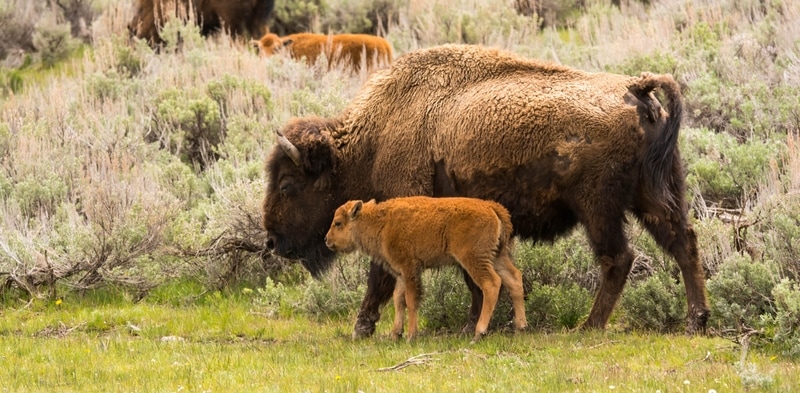 American Bison | Oakland Zoo