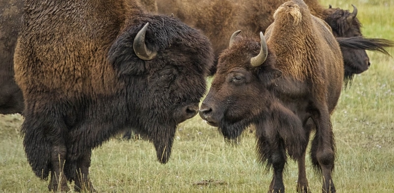 American Bison | Oakland Zoo