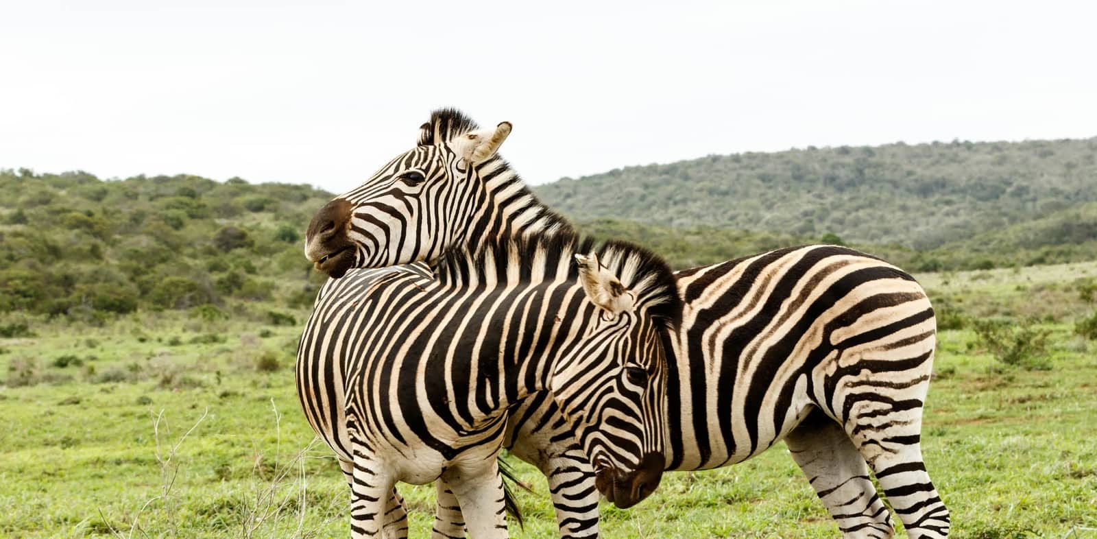 Grant's Zebra | Oakland Zoo