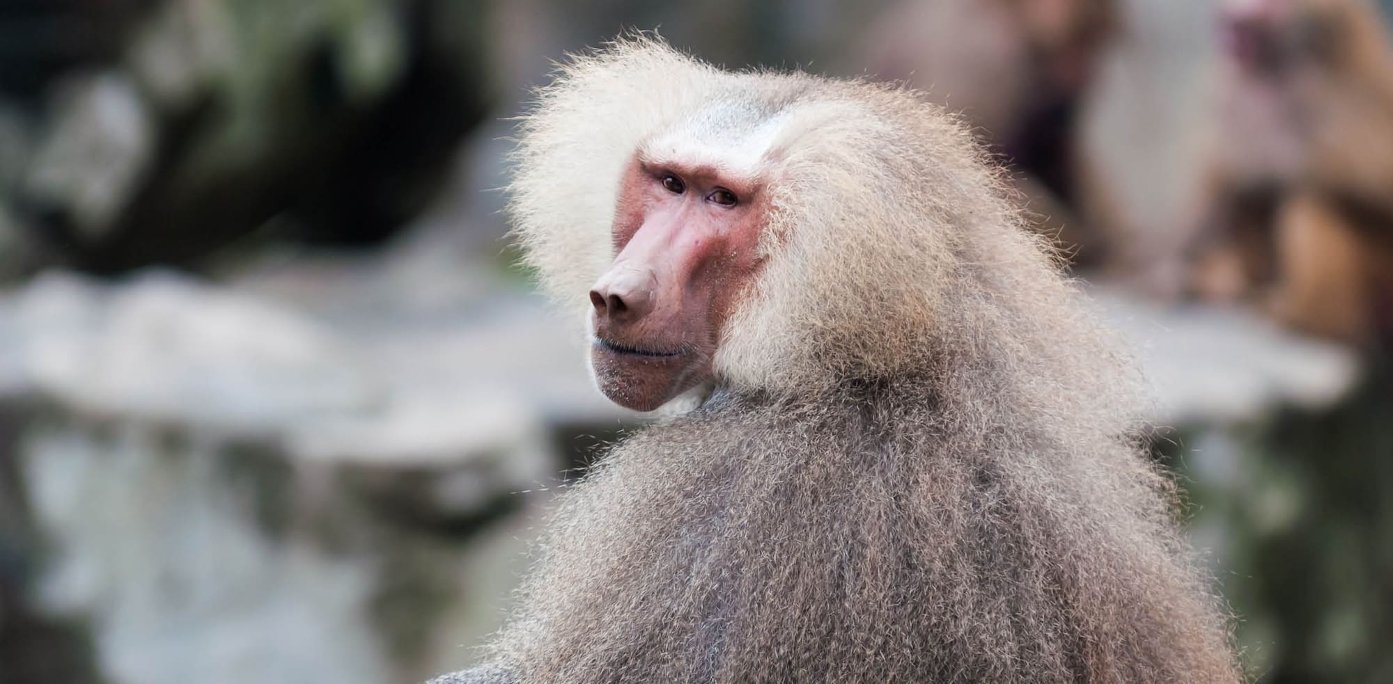 Oakland Zoo | Hamadryas Baboon