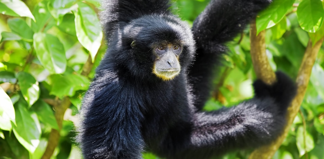 Siamang | Oakland Zoo