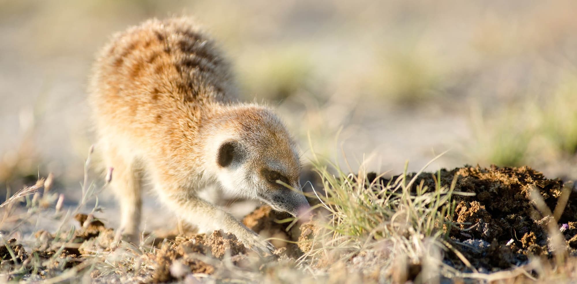 Slender Tailed Meerkat | Oakland Zoo