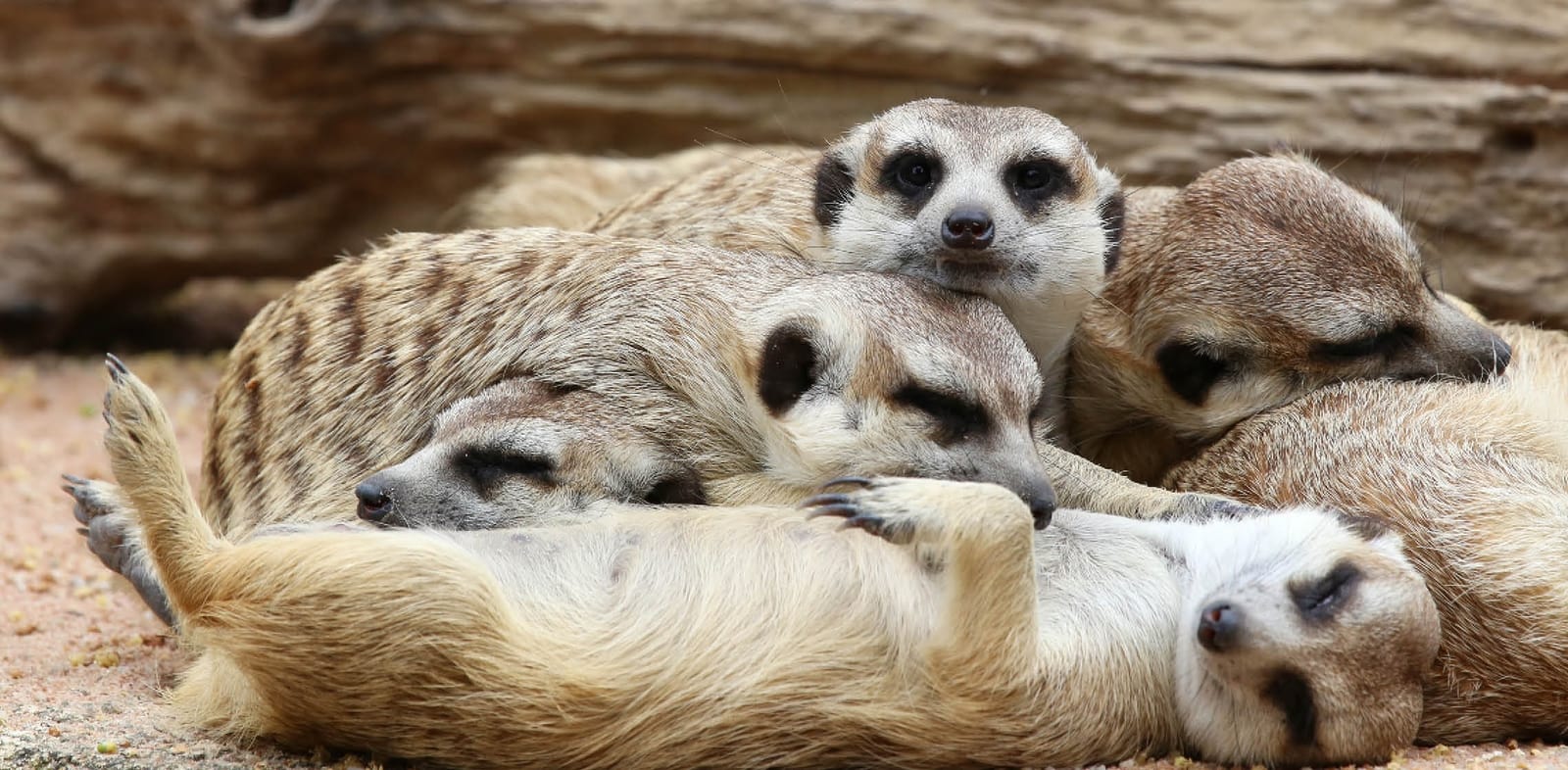 Slender Tailed Meerkat | Oakland Zoo