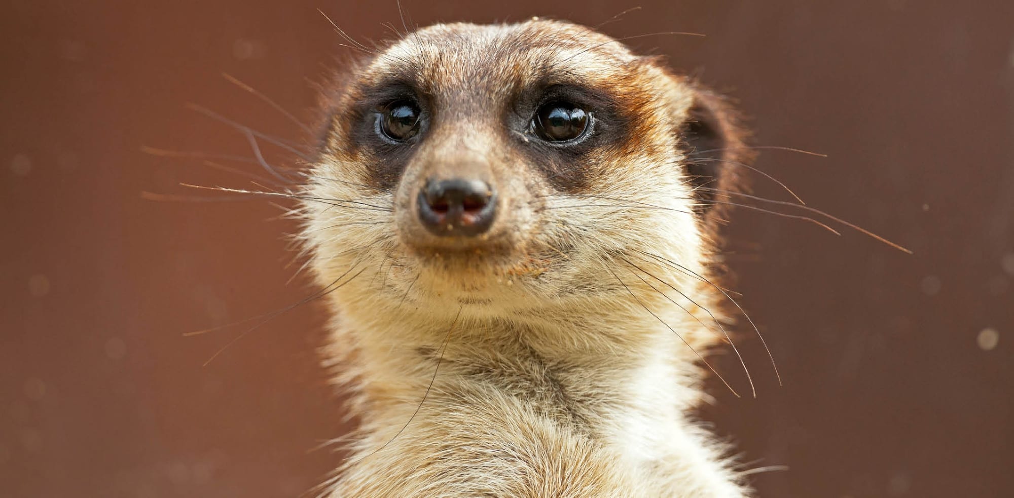 Slender Tailed Meerkat | Oakland Zoo