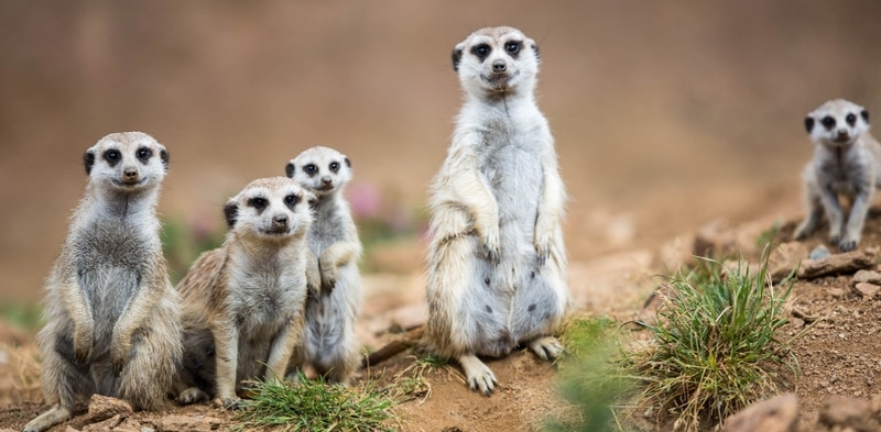 Slender Tailed Meerkat | Oakland Zoo