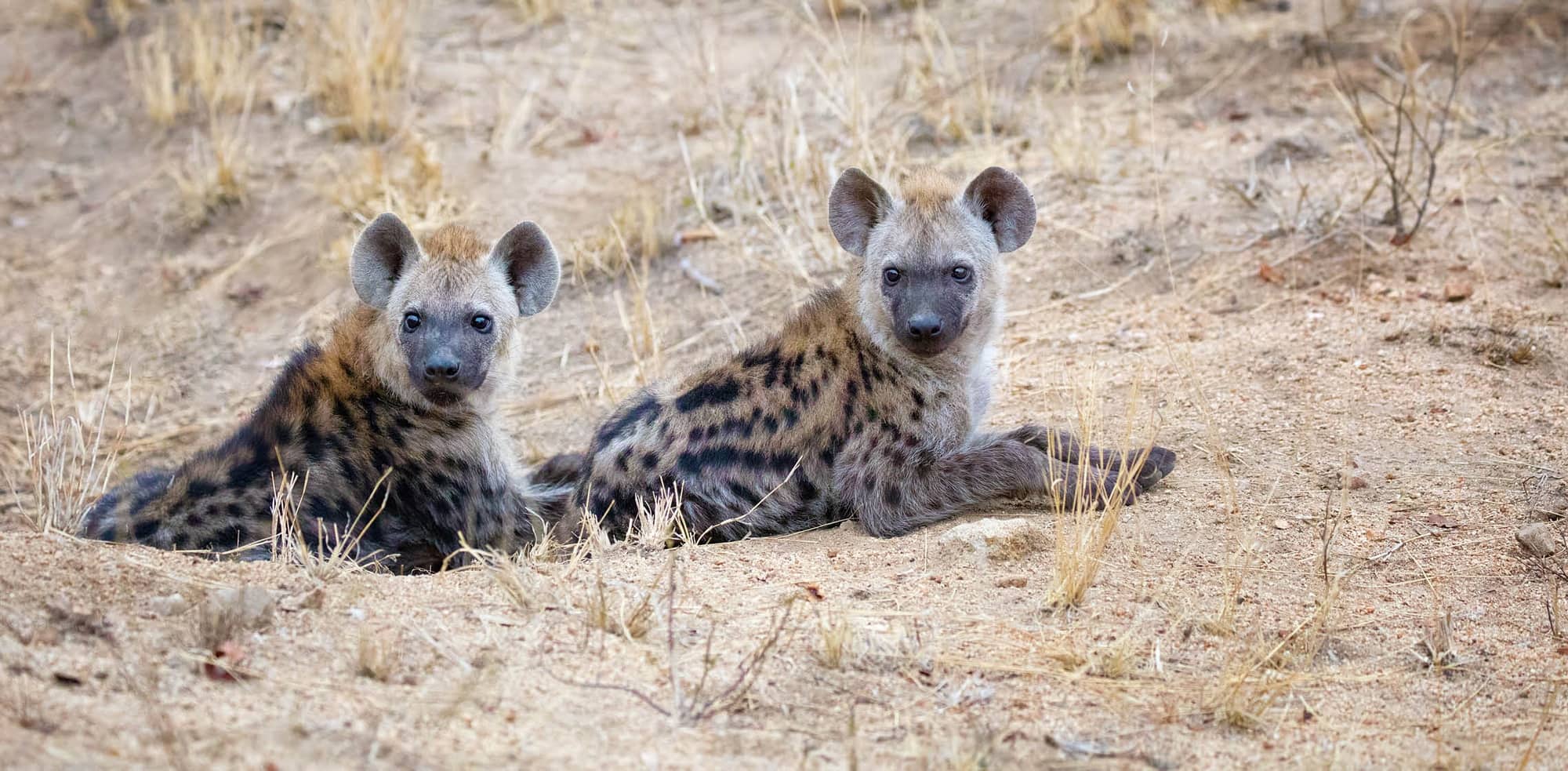 Spotted Hyena | Oakland Zoo