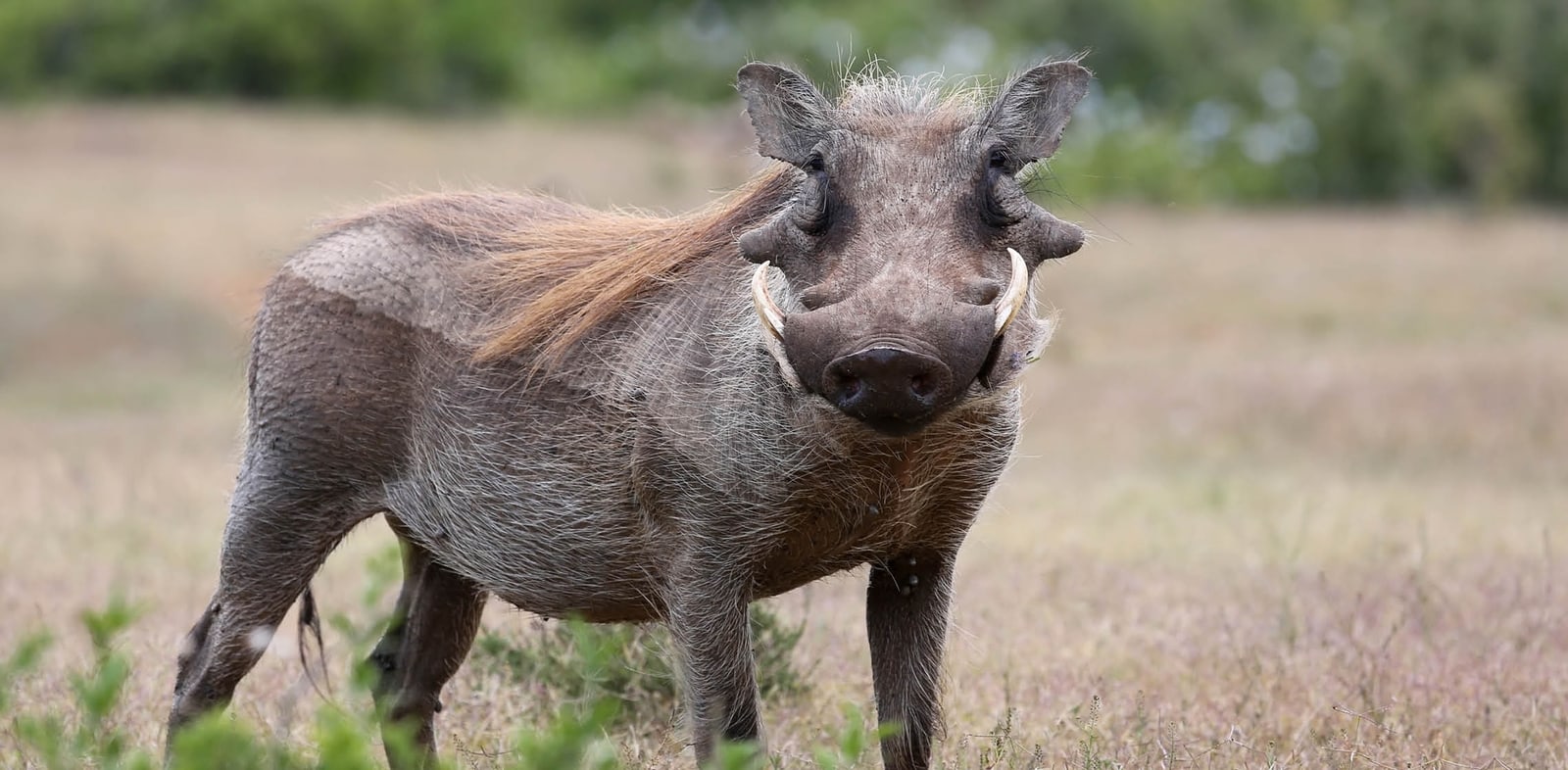 Warthog | Oakland Zoo