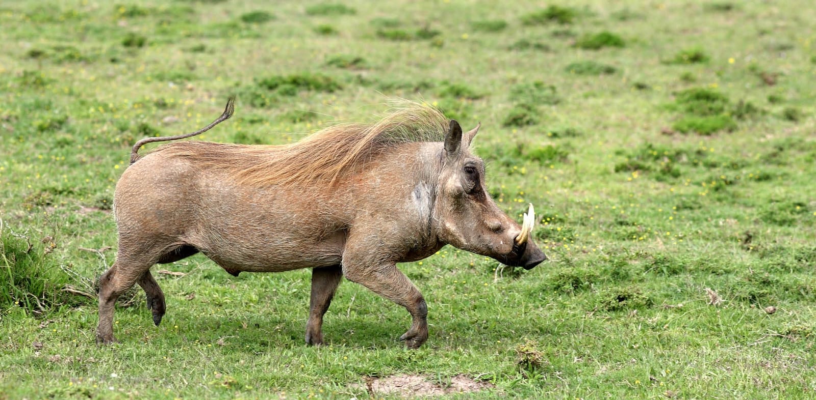 Warthog | Oakland Zoo