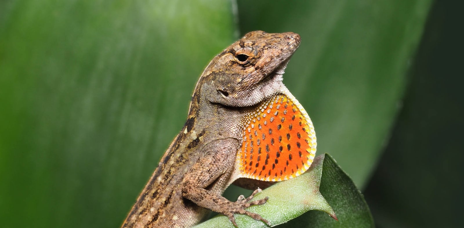 Brown Anole (Cuban Anole) | Oakland Zoo