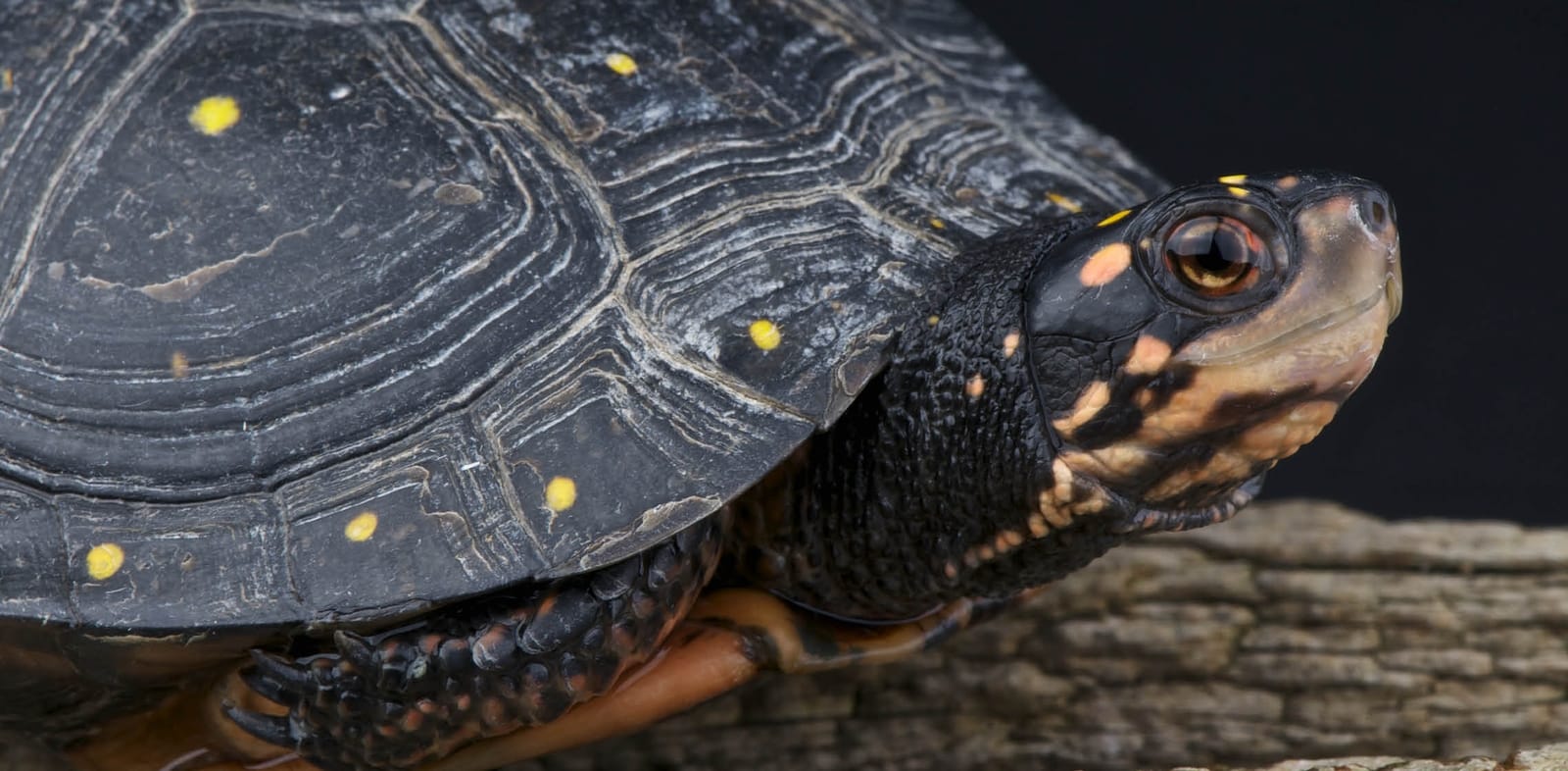 Spotted Turtle | Oakland Zoo