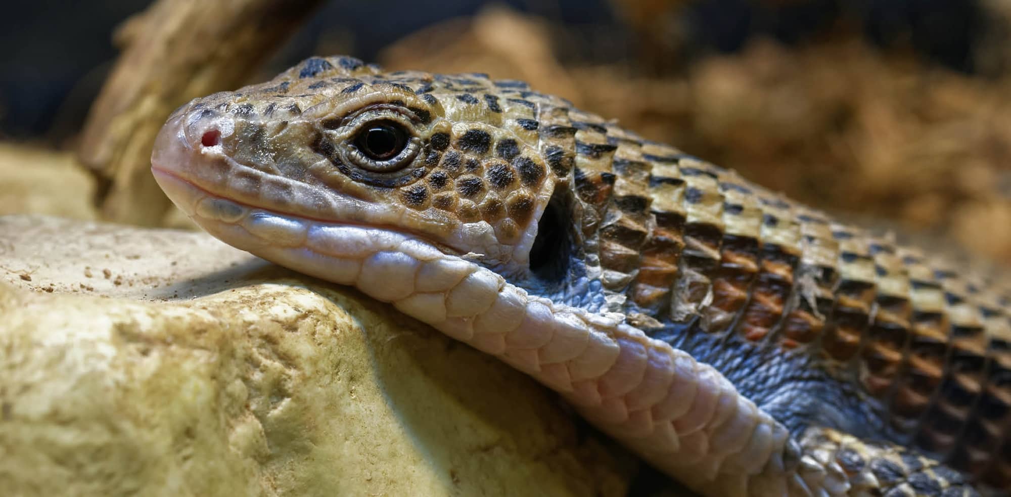 Sudan Plated Lizard | Oakland Zoo