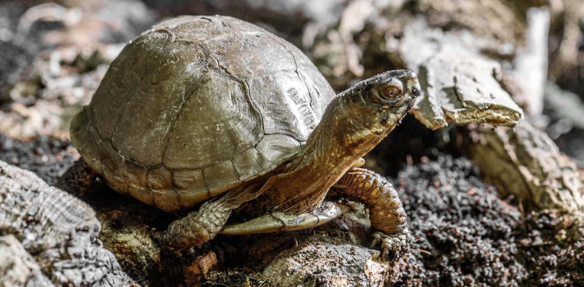 Three-Toed Box Turtle | Oakland Zoo