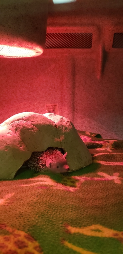 Lesser Madagascar Hedgehog Tenrec | Oakland Zoo
