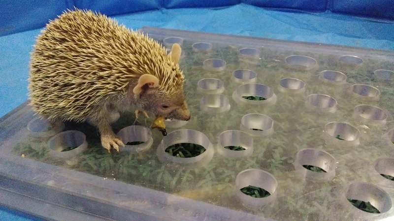 Lesser Madagascar Hedgehog Tenrec | Oakland Zoo