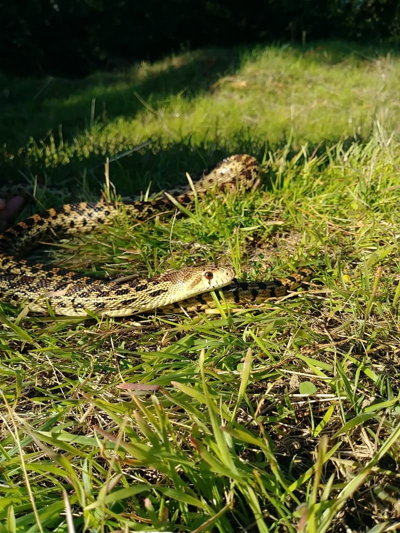 Pacific Gopher Snake | Oakland Zoo