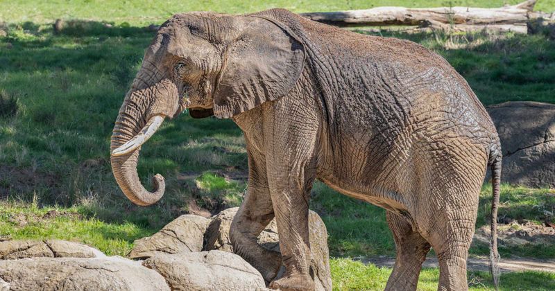 Saying Farewell to Osh: Oakland Zoo Prepares for the Departure of Their ...