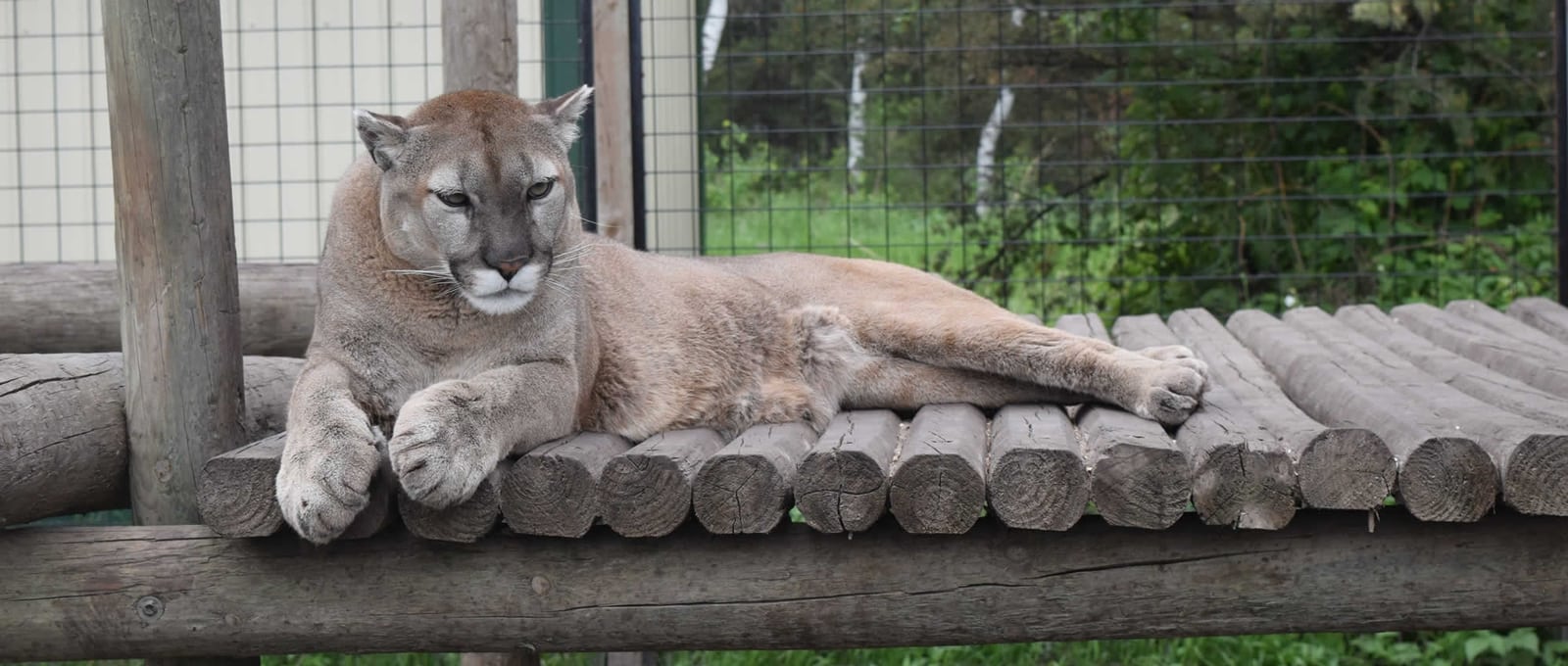 Safari Park | Safari Zoo | Family Outing | Brainerd | MN
