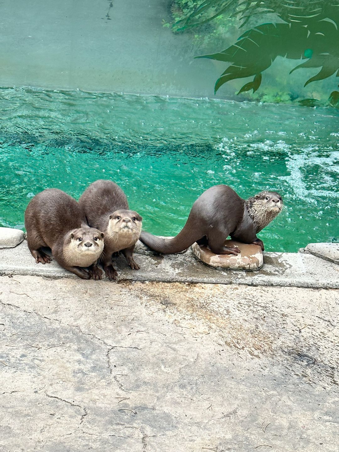 Safari Park | Safari Zoo | Family Outing | Brainerd | MN