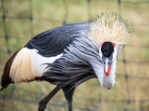 Safari Park | Safari Zoo | Family Outing | Brainerd | MN