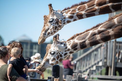Wildlife Safari Park | Attractions | Safari North | Brainerd