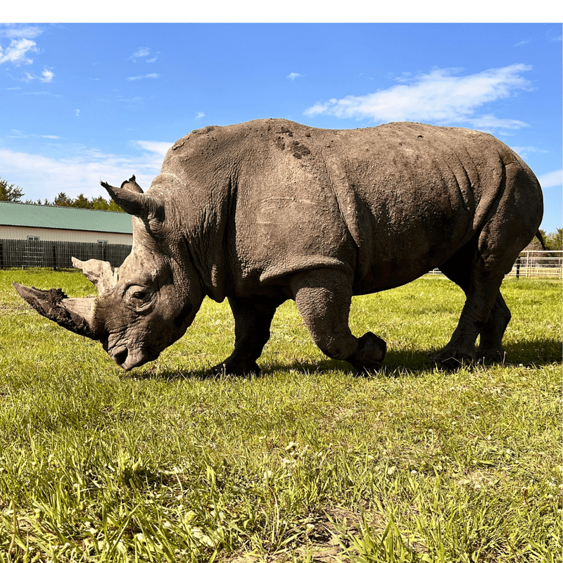 Safari Park | Safari Zoo | Family Outing | Brainerd | MN