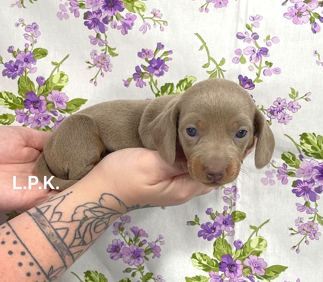 Mini Dachshund Pups