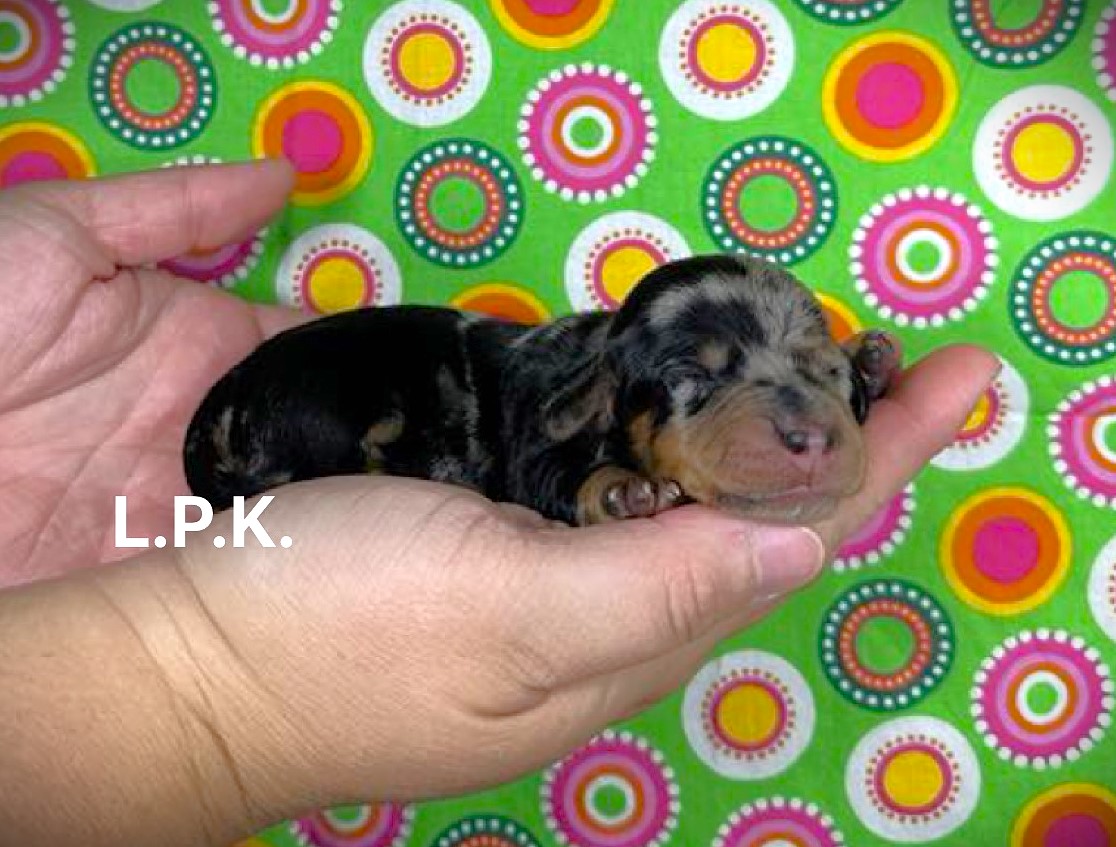 Mini Dachshund Pups