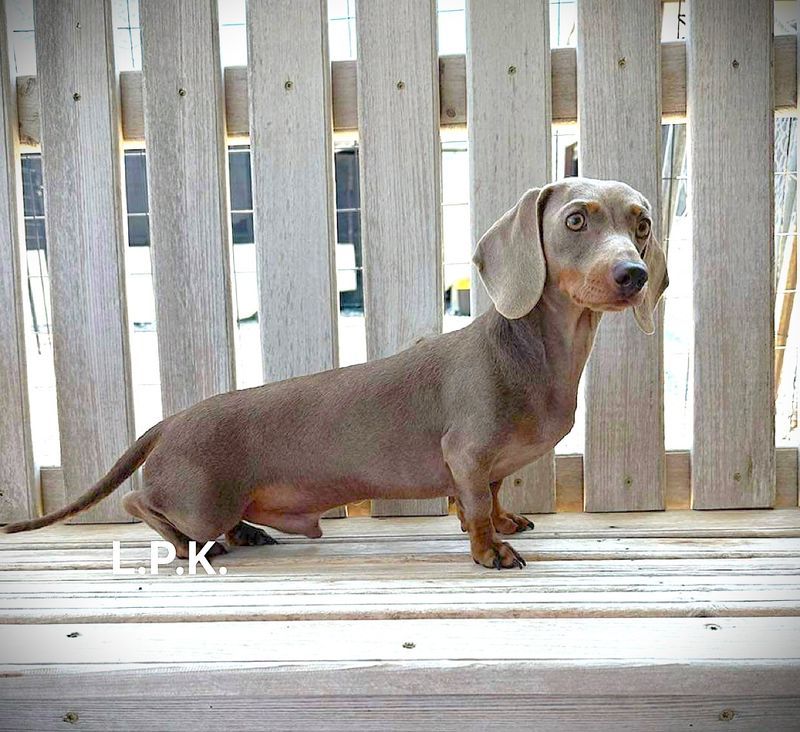 Mini Dachshund Pups