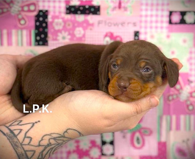 Mini Dachshund Pups