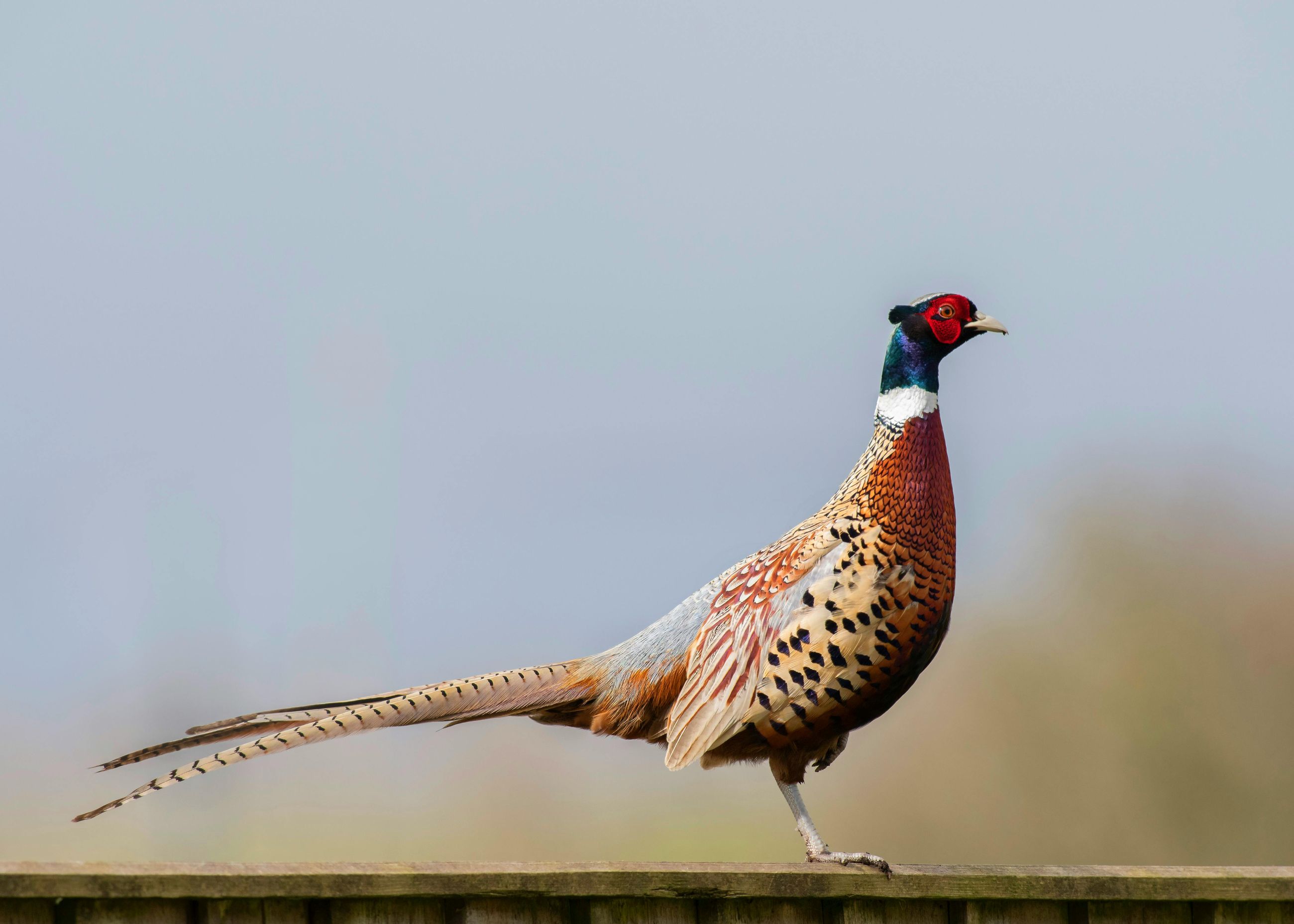 The Ultimate Guide to British Game Birds: | DB