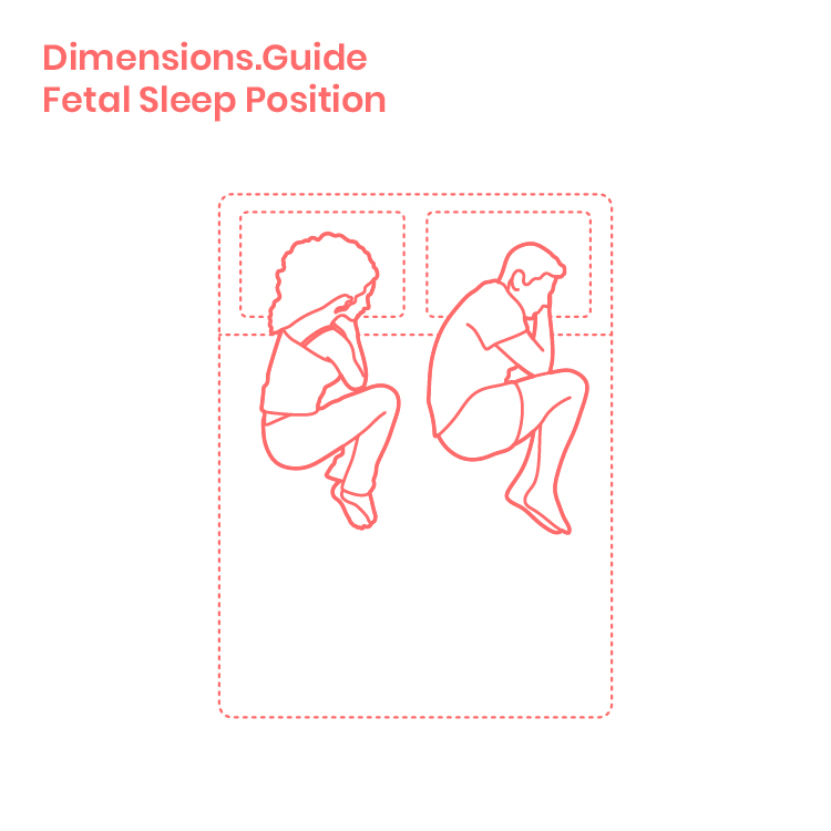 Fetal Sleep Position Dimensions & Drawings | Dimensions.com